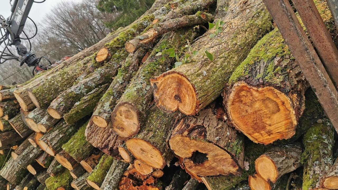 Reconnaître les essences de bois de chauffage – Sotransbois